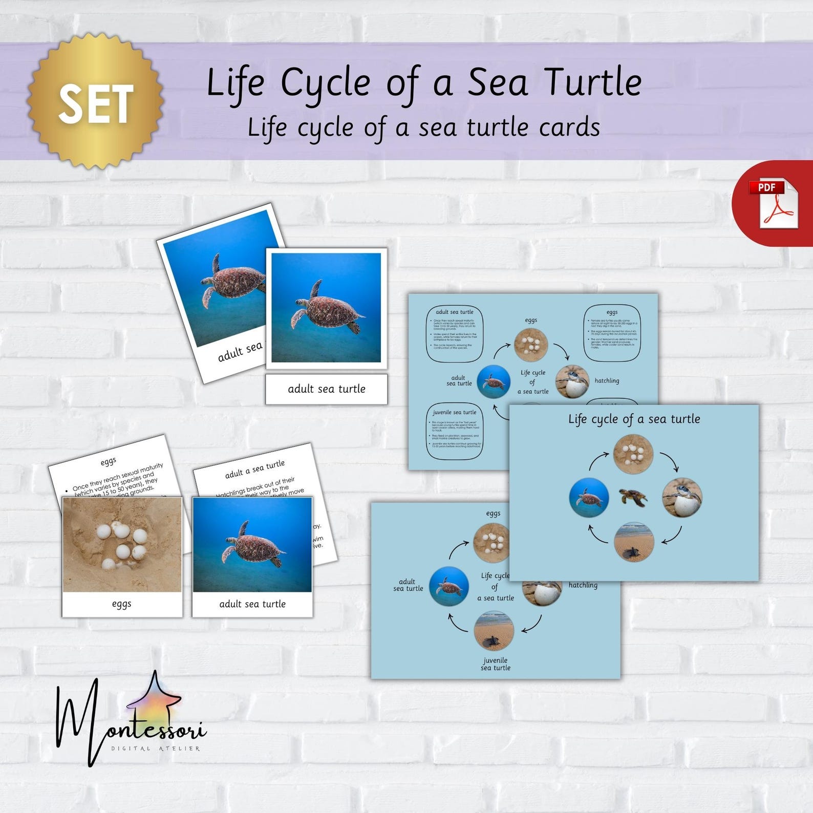 Sea Turtle Life Cycle Cards-printable Sea Turtle Life Cycle Flash Cards ...