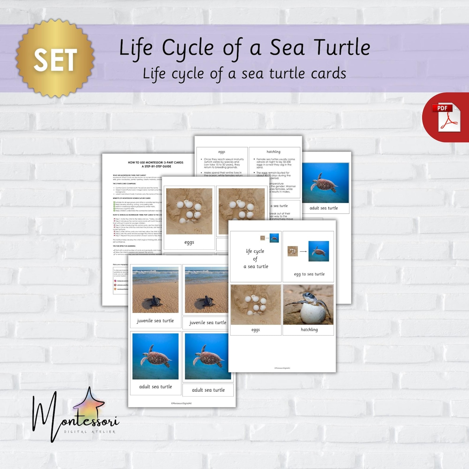 Sea Turtle Life Cycle Cards-printable Sea Turtle Life Cycle Flash Cards ...