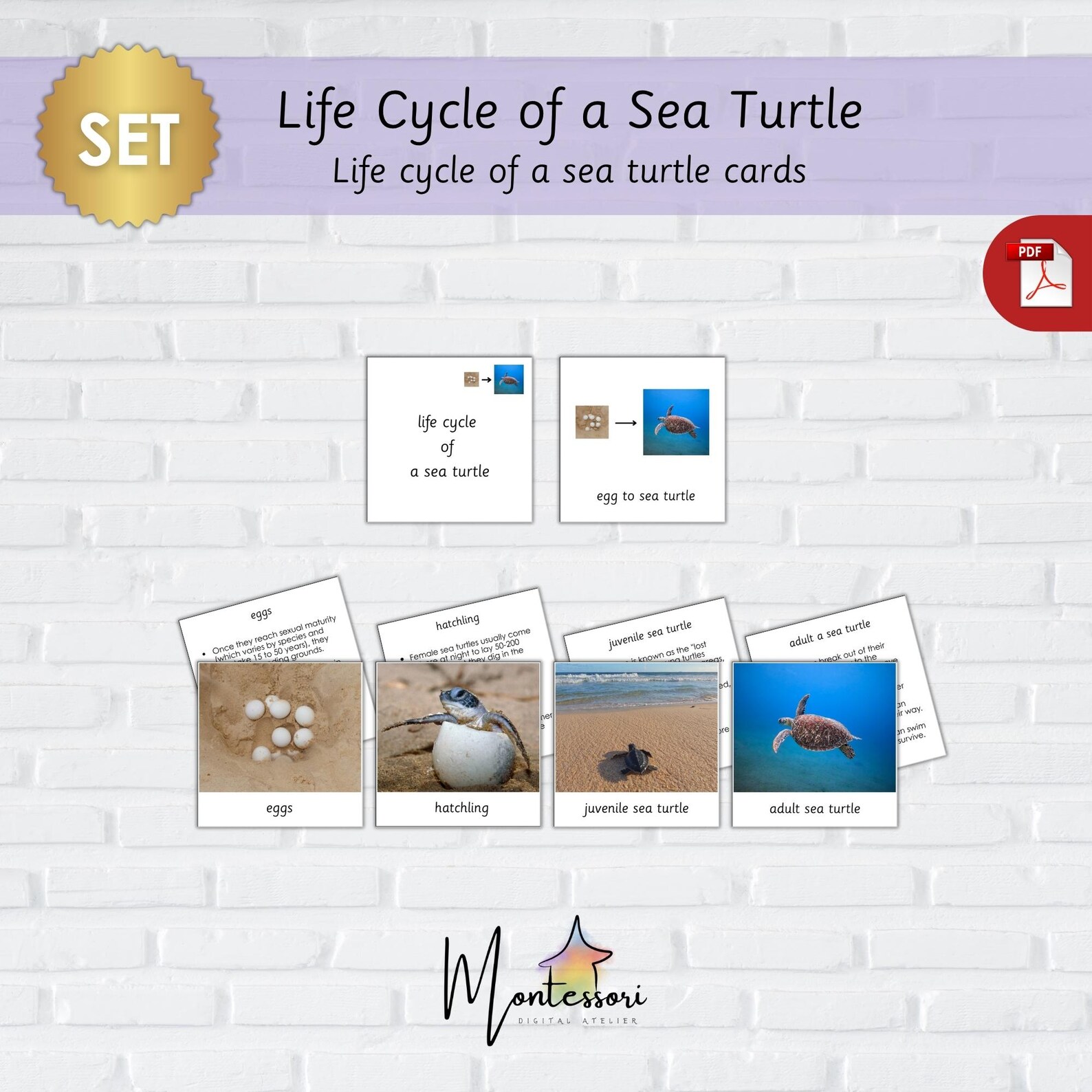 Sea Turtle Life Cycle Cards-printable Sea Turtle Life Cycle Flash Cards ...