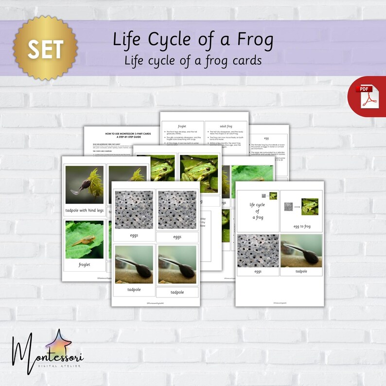 Frog Life Cycle Cards-printable Life Cycle of a Frog-life Cycle of a ...