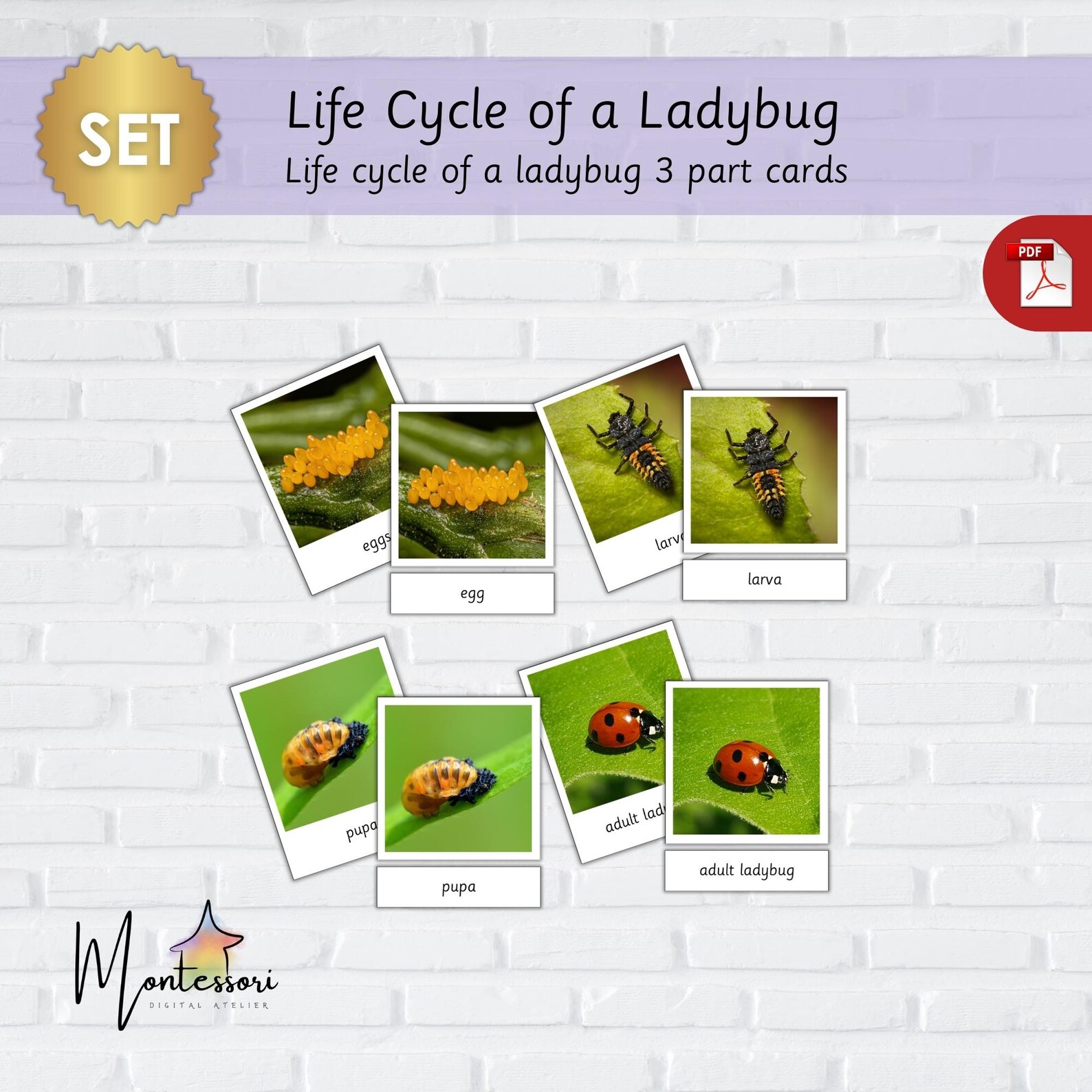 Ladybug Life Cycle Cards–printable Life Cycle of a Ladybug-ladybug ...