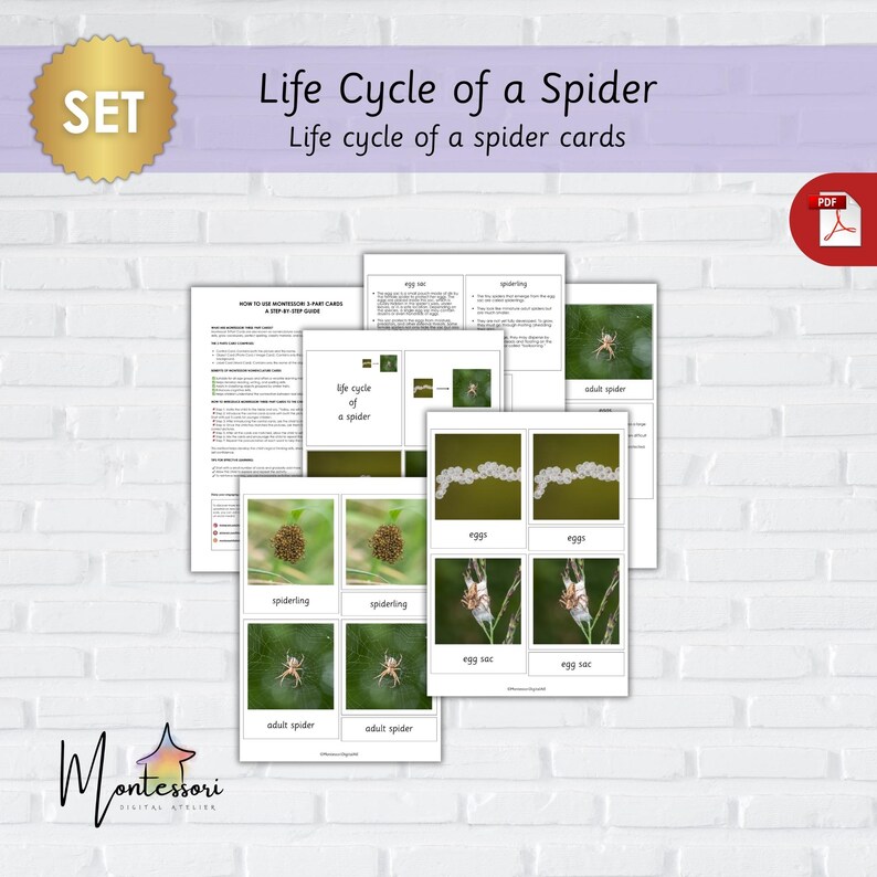 Spider Life Cycle Cards–life Cycle of a Spider-spider Flashcards ...