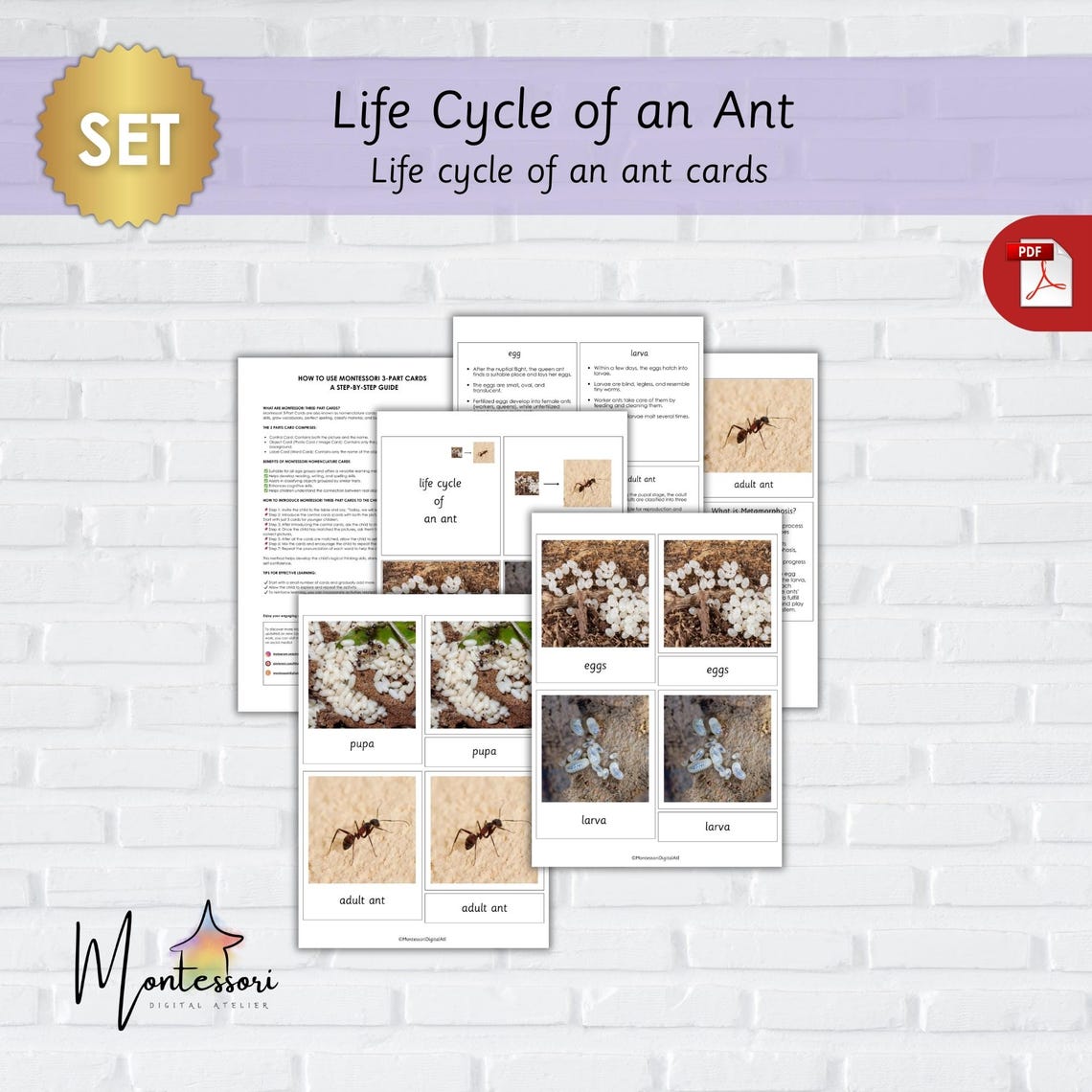Ant Life Cycle Cards–life Cycle of an Ant-ant Flashcards-montessori Ant ...