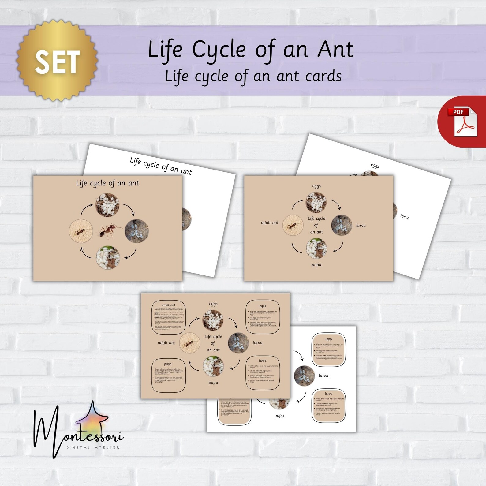 Ant Life Cycle Cards–life Cycle of an Ant-ant Flashcards-montessori Ant ...