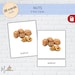 Nuts-montessori Nuts Flashcards–nuts Flashcards-walnut-cashew-acorn ...