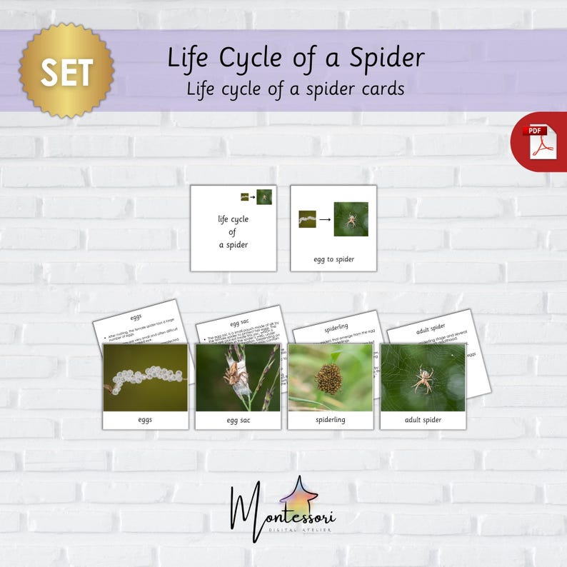 Spider Life Cycle Cards–life Cycle of a Spider-spider Flashcards ...