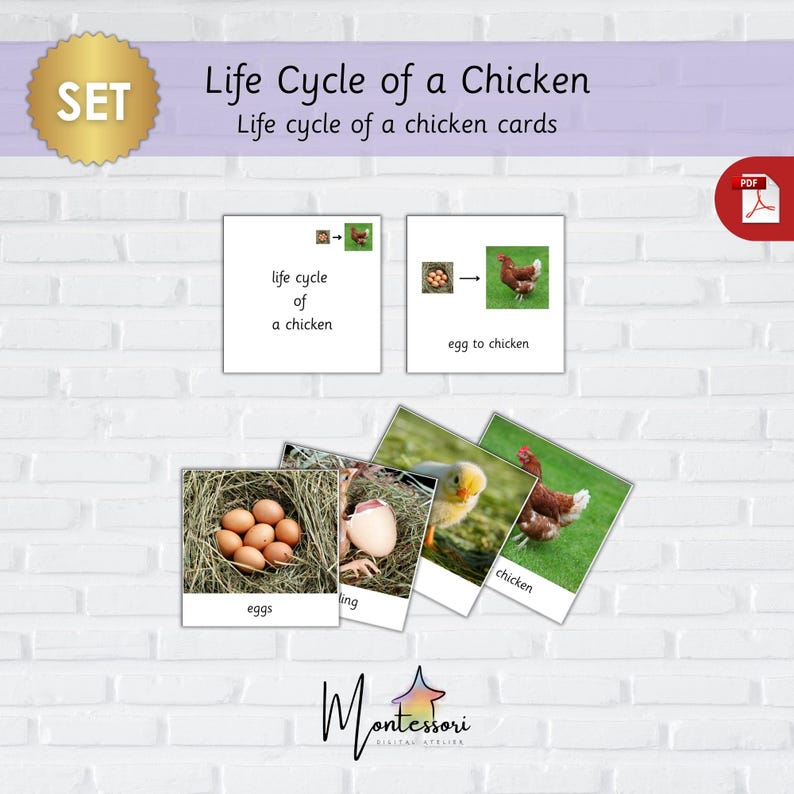 Chicken Life Cycle Cards-printable Chicken Life Cycle Flash Cards ...
