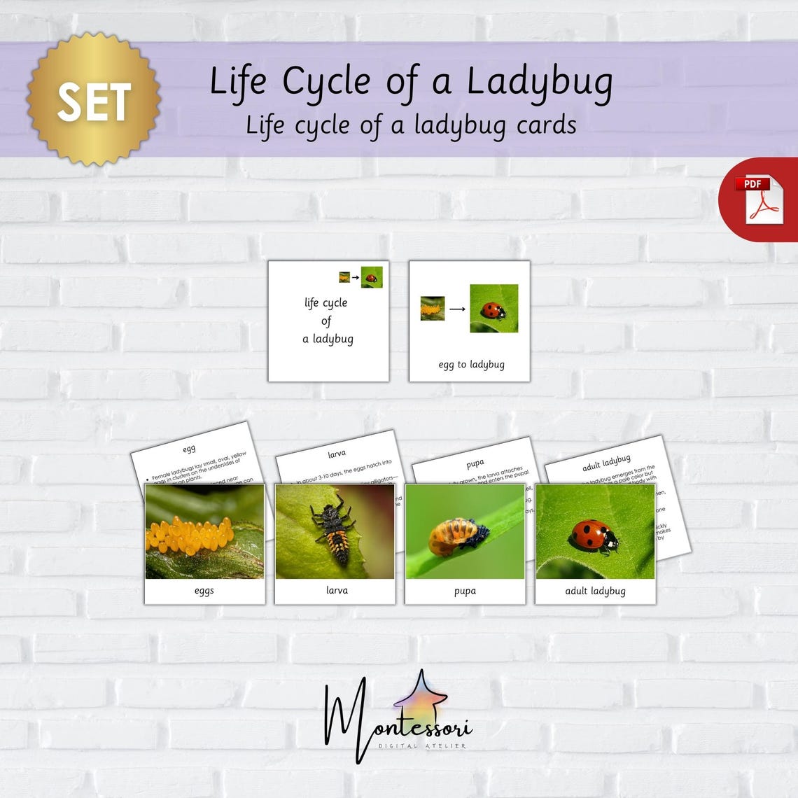 Ladybug Life Cycle Cards–printable Life Cycle of a Ladybug-ladybug ...