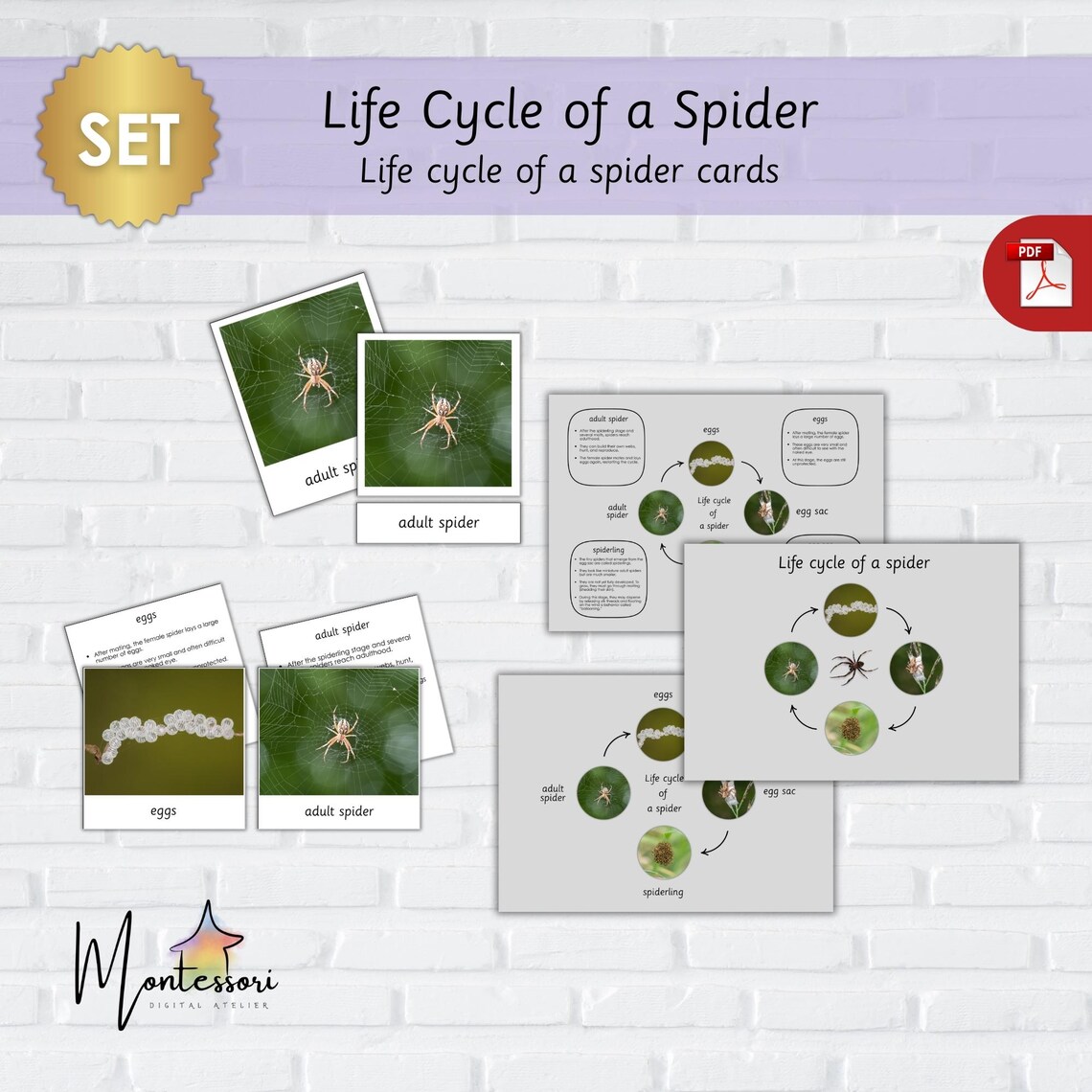 Spider Life Cycle Cards–life Cycle of a Spider-spider Flashcards ...