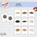 Montessori Seeds Flashcards: 3-part Cards, Seed Identification (PDF ...