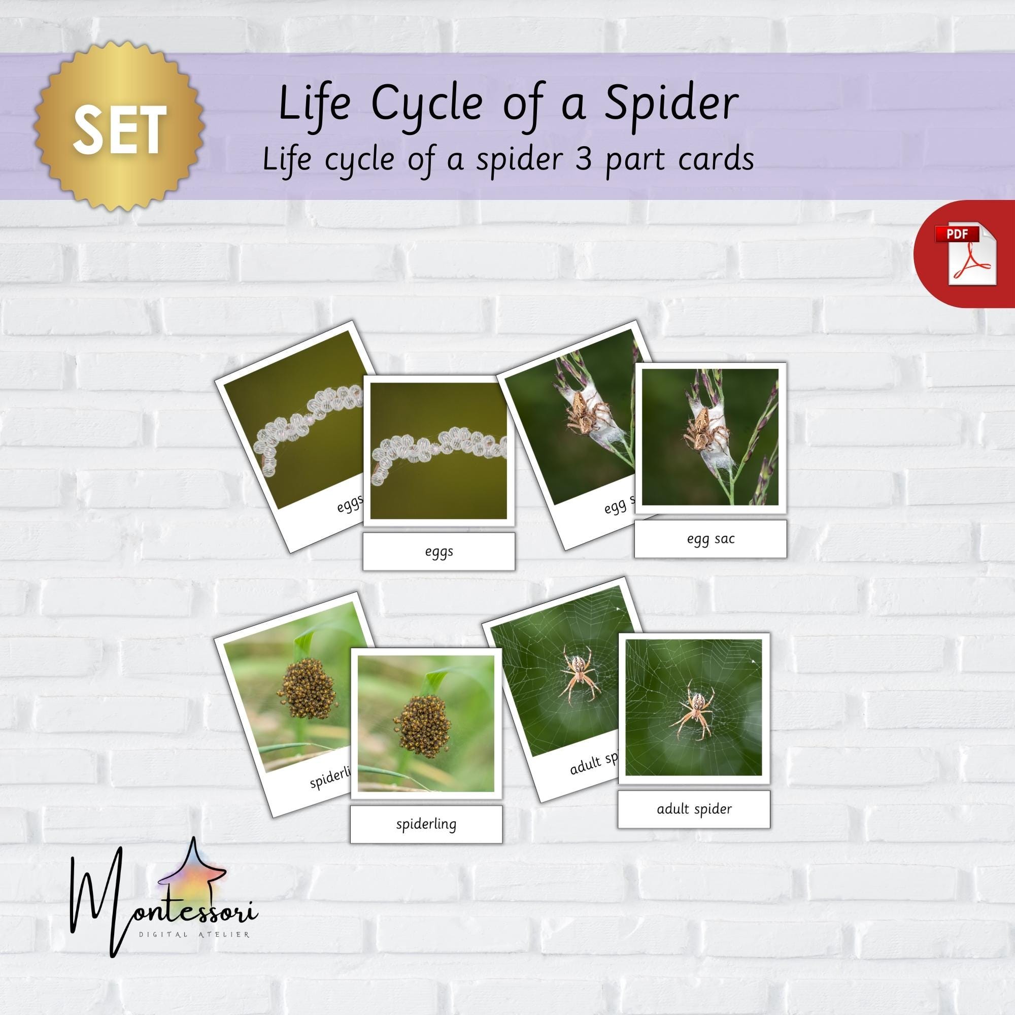 Spider Life Cycle Cards–life Cycle of a Spider-spider Flashcards ...