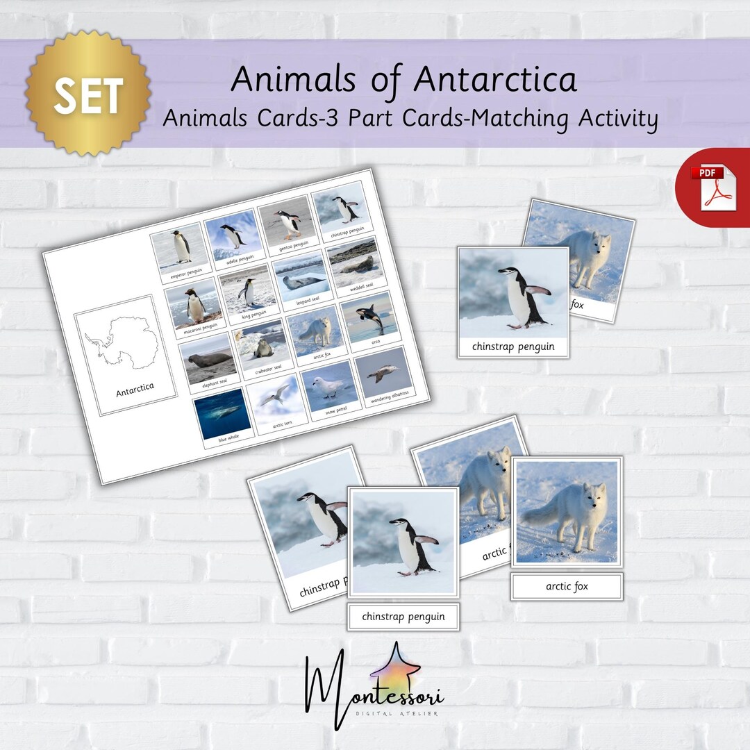 Antarctic Animals-montessori Arctic Animals-animals of Antarctica ...