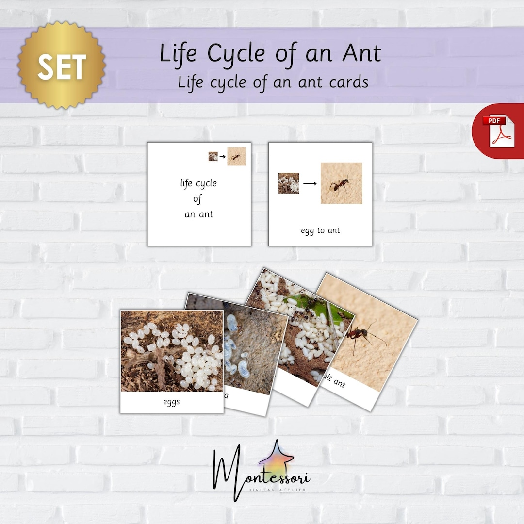 Ant Life Cycle Cards–life Cycle of an Ant-ant Flashcards-montessori Ant ...
