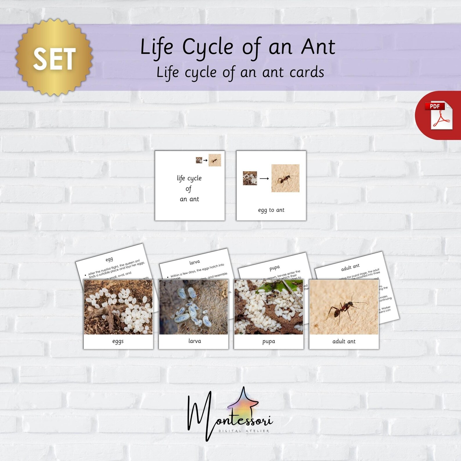 Ant Life Cycle Cards–life Cycle of an Ant-ant Flashcards-montessori Ant ...