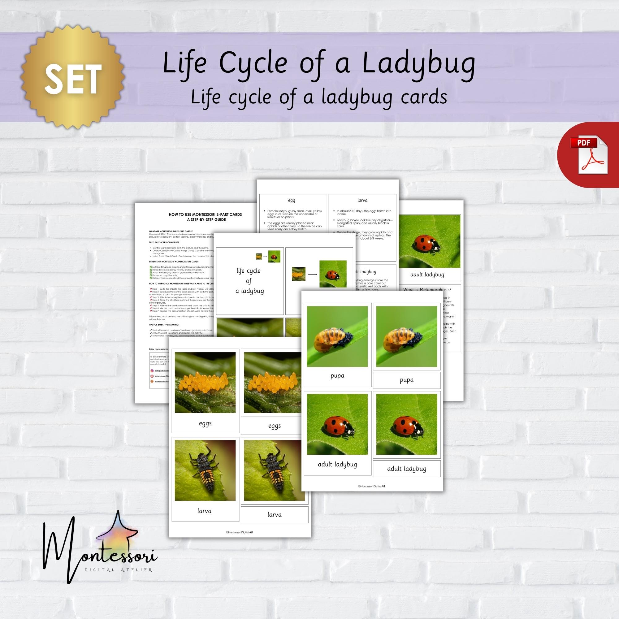 Ladybug Life Cycle Cards–printable Life Cycle of a Ladybug-ladybug ...