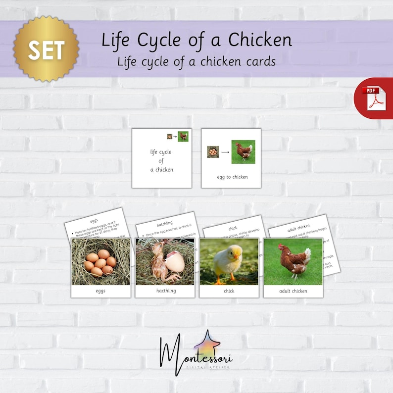 Chicken Life Cycle Cards-printable Chicken Life Cycle Flash Cards ...