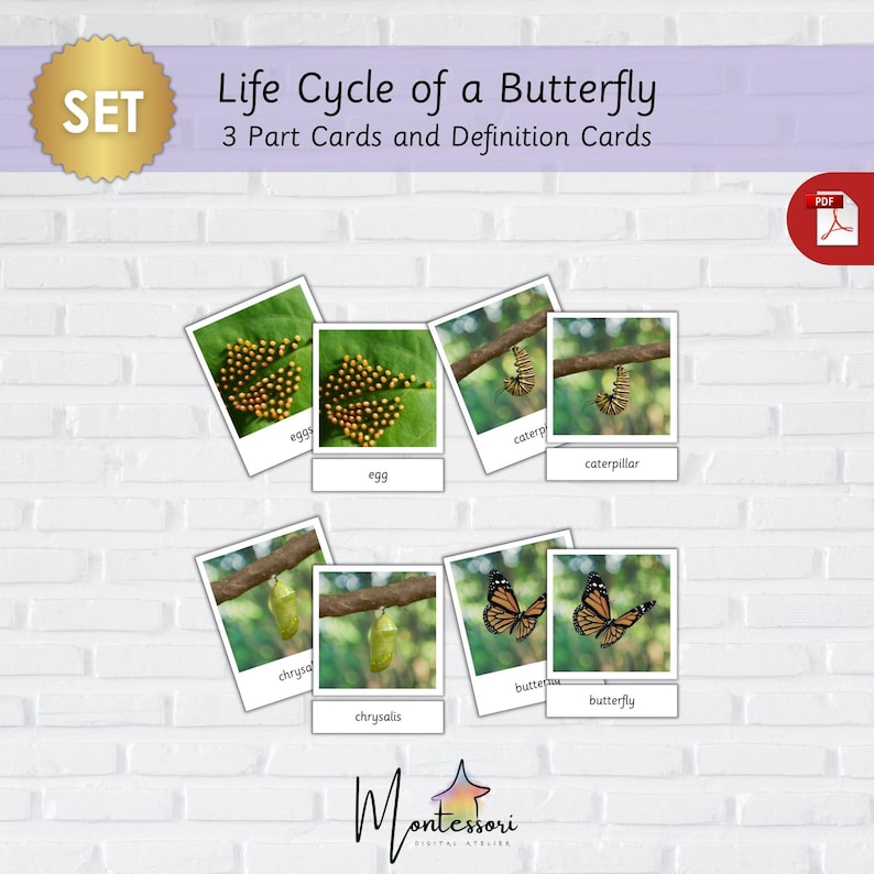 Butterfly Life Cycle Cards-life Cycle of a Butterfly Cards-printable ...
