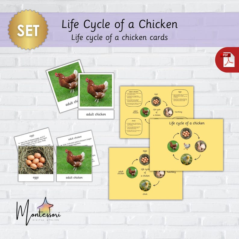 Chicken Life Cycle Cards-printable Chicken Life Cycle Flash Cards ...