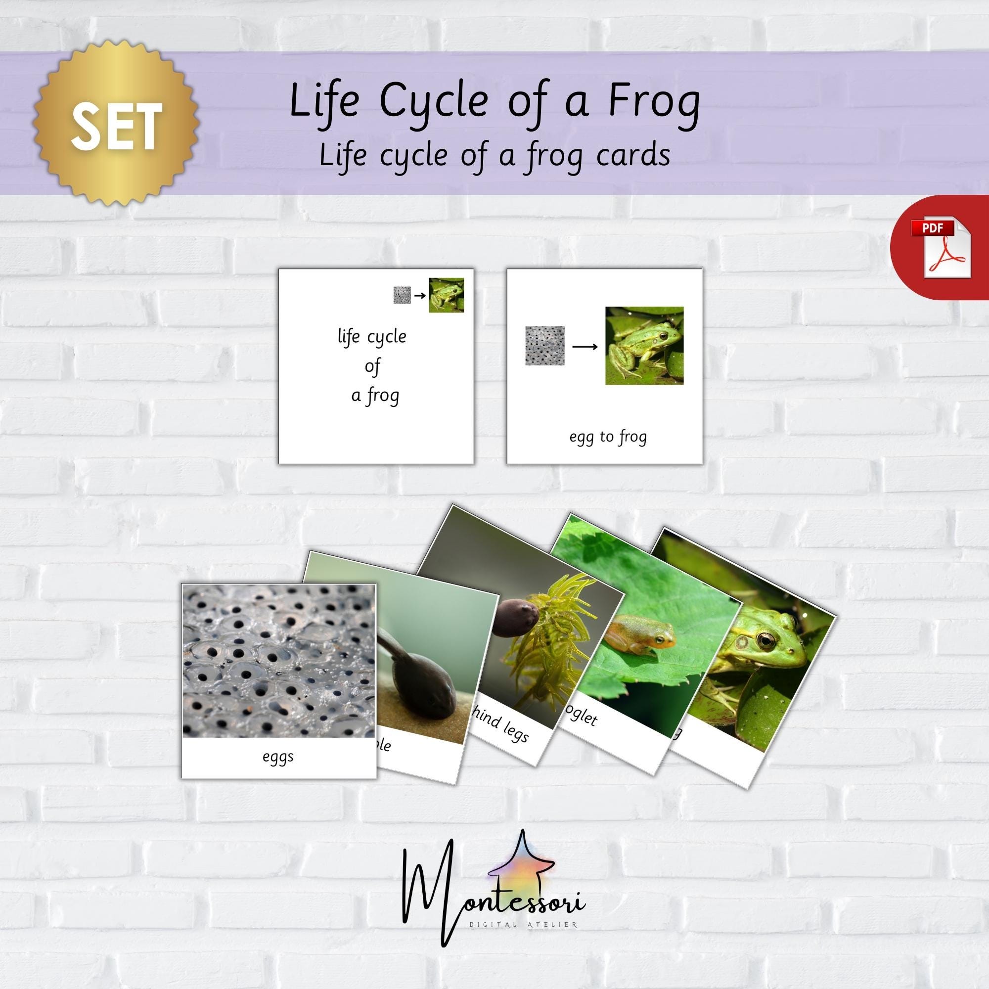 Frog Life Cycle Cards-printable Life Cycle of a Frog-life Cycle of a ...