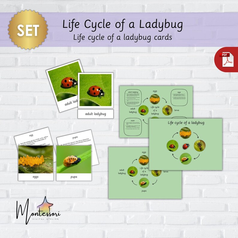 Ladybug Life Cycle Cards–printable Life Cycle of a Ladybug-ladybug ...