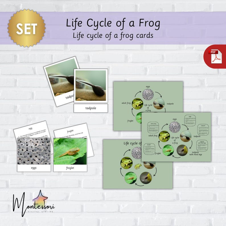 Frog Life Cycle Cards-printable Life Cycle of a Frog-life Cycle of a ...