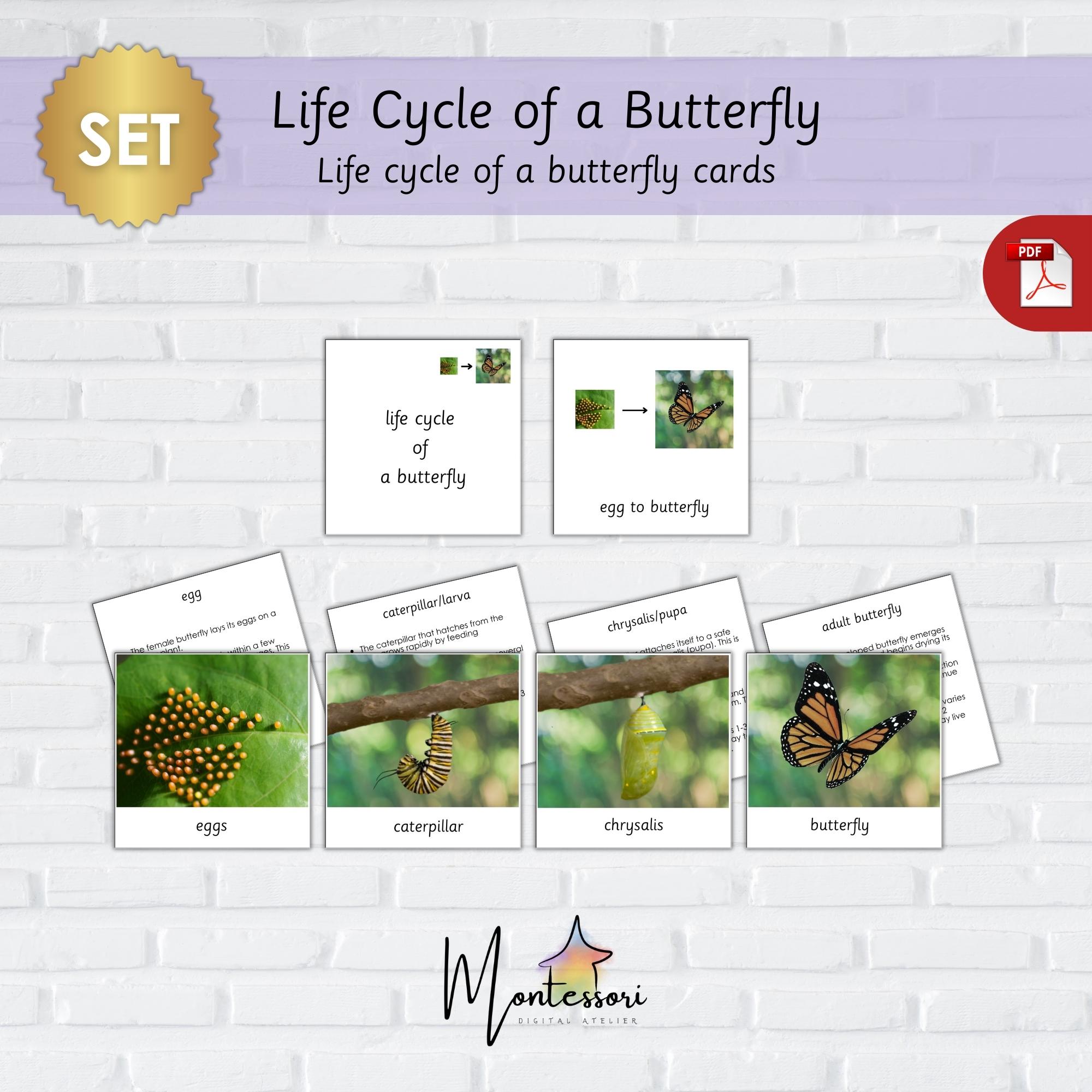 Butterfly Life Cycle Cards-life Cycle of a Butterfly Cards-printable ...
