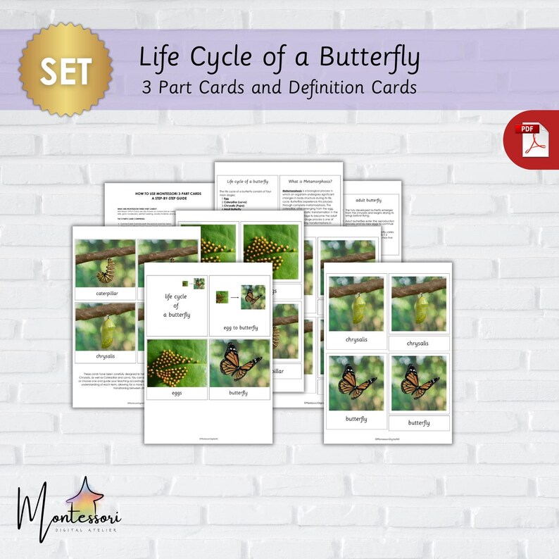 Butterfly Life Cycle Cards-life Cycle of a Butterfly Cards-printable ...