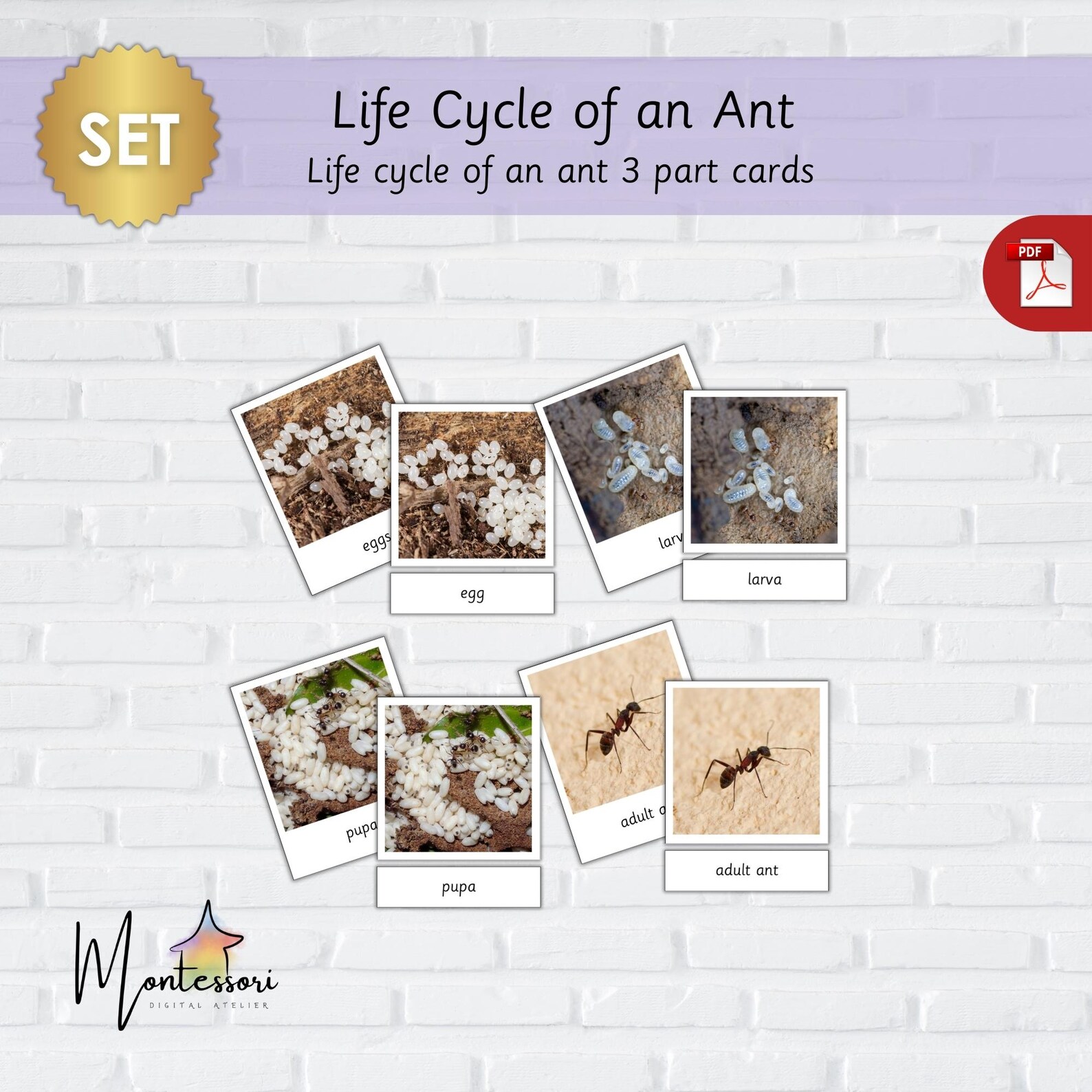 Ant Life Cycle Cards–life Cycle of an Ant-ant Flashcards-montessori Ant ...