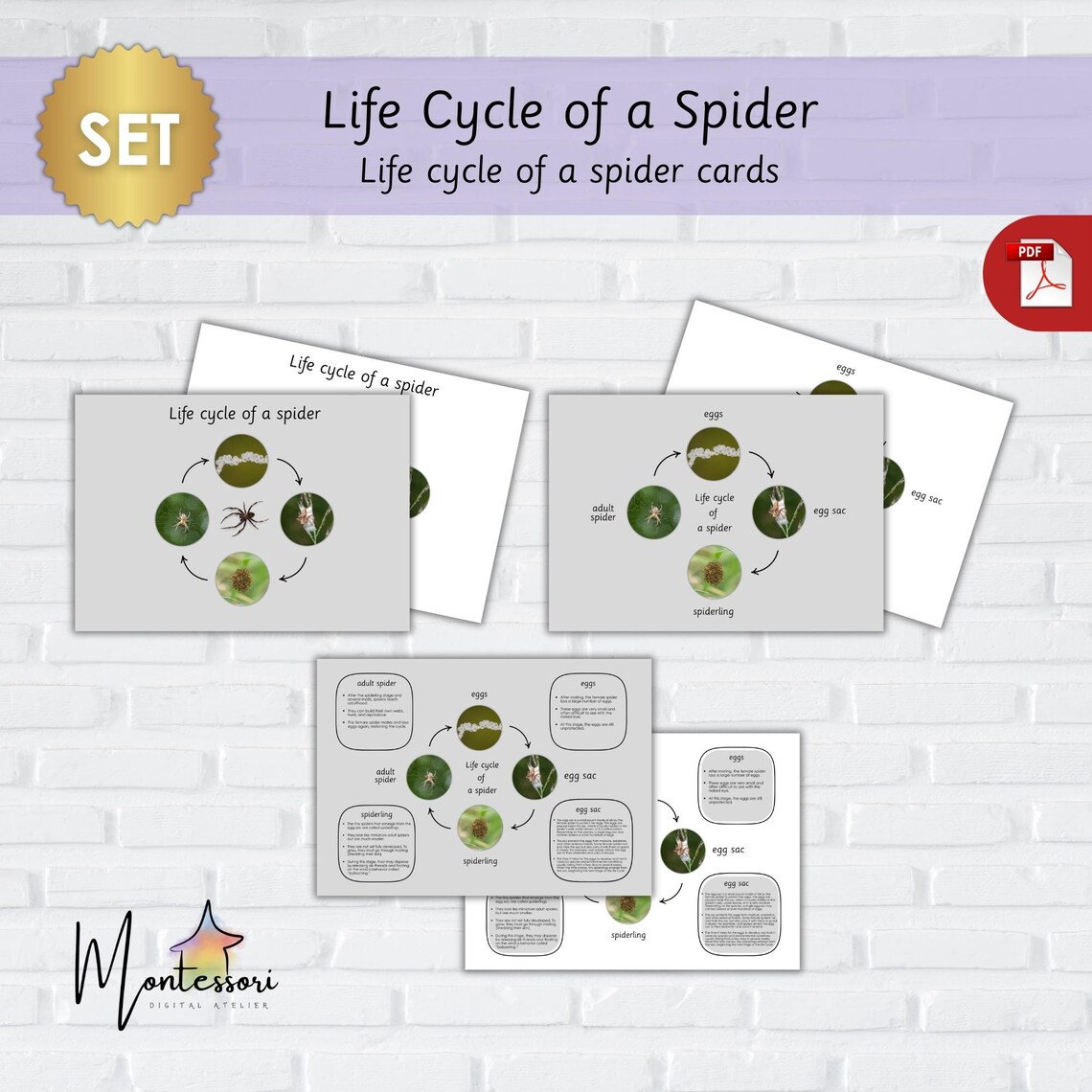 Spider Life Cycle Cards–life Cycle of a Spider-spider Flashcards ...
