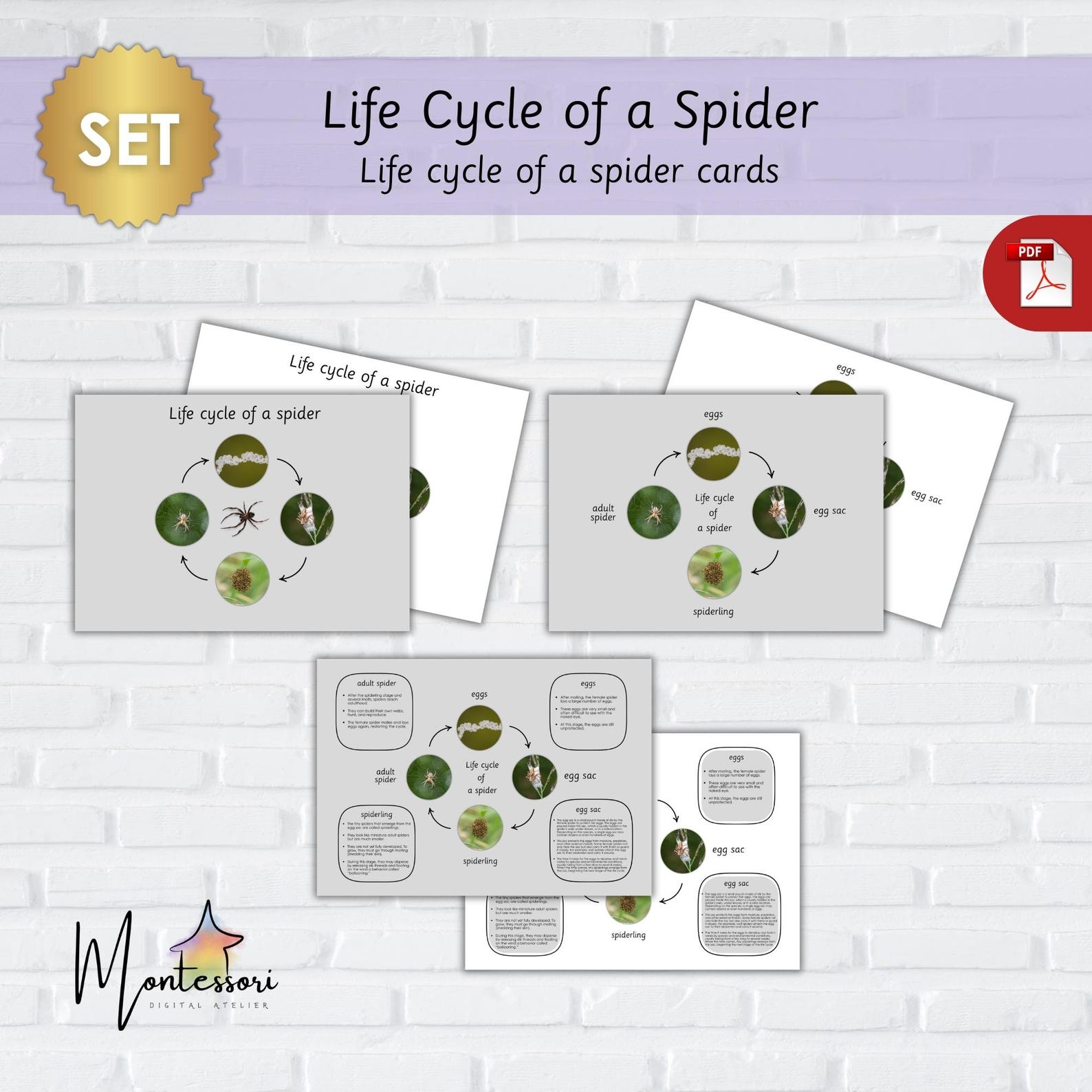 Spider Life Cycle Cards–life Cycle of a Spider-spider Flashcards ...