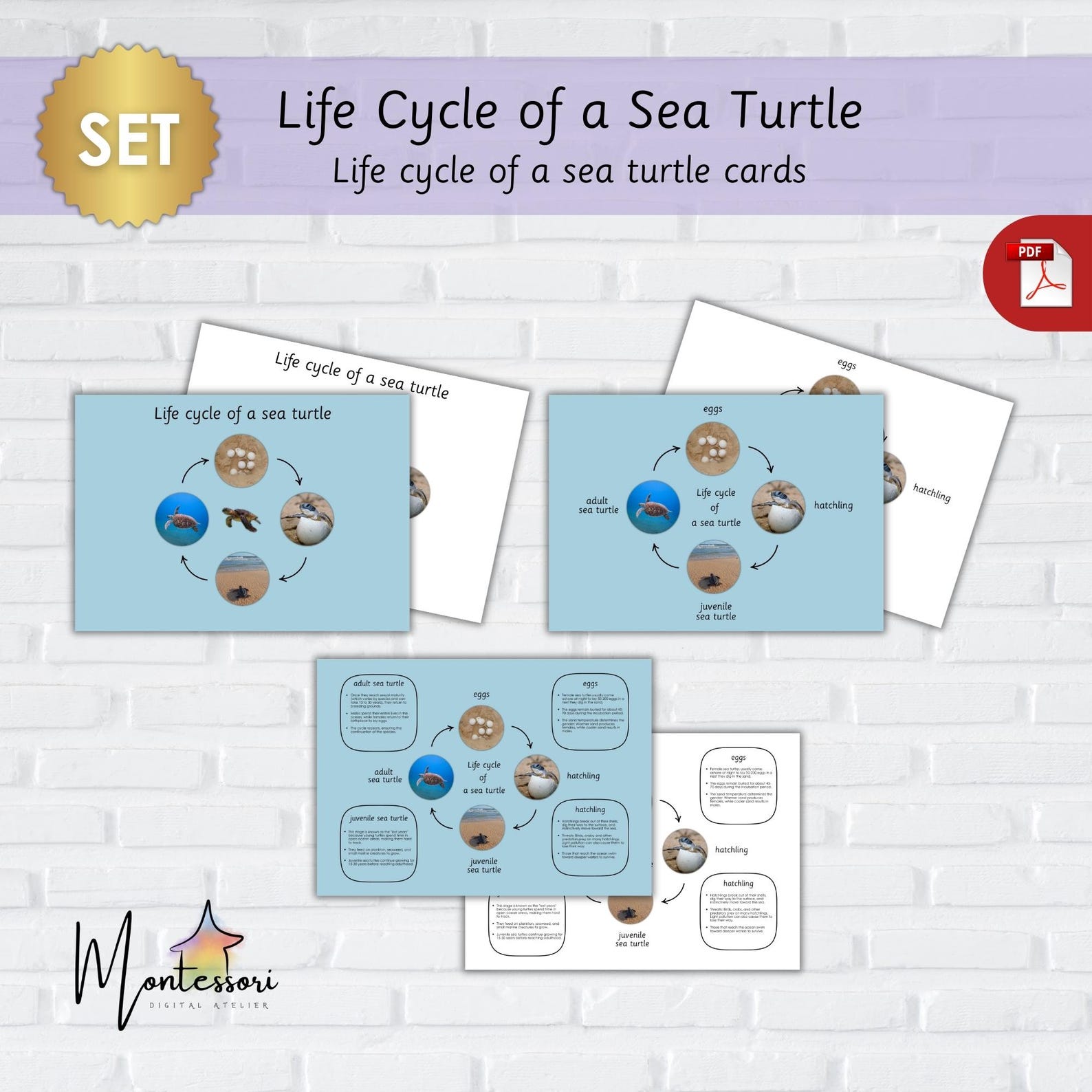 Sea Turtle Life Cycle Cards-printable Sea Turtle Life Cycle Flash Cards ...