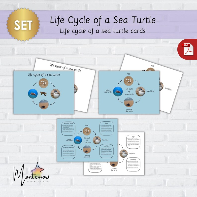 Sea Turtle Life Cycle Cards-printable Sea Turtle Life Cycle Flash Cards ...