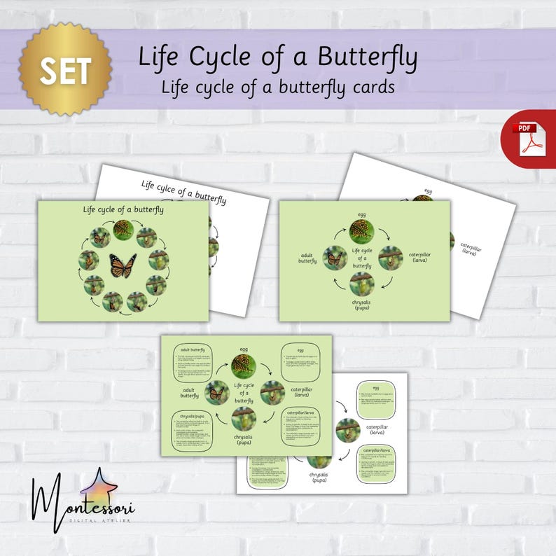Butterfly Life Cycle Cards-life Cycle of a Butterfly Cards-printable ...