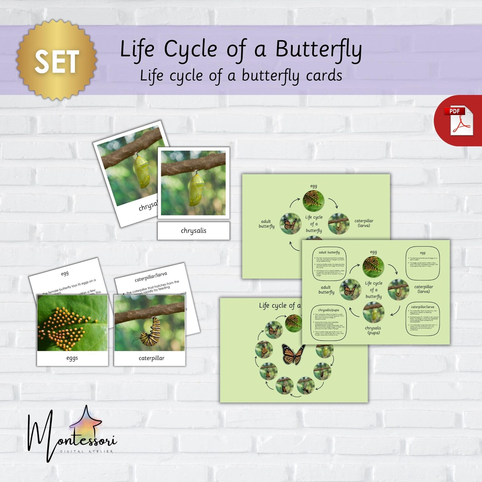 Butterfly Life Cycle Cards-life Cycle of a Butterfly Cards-printable ...