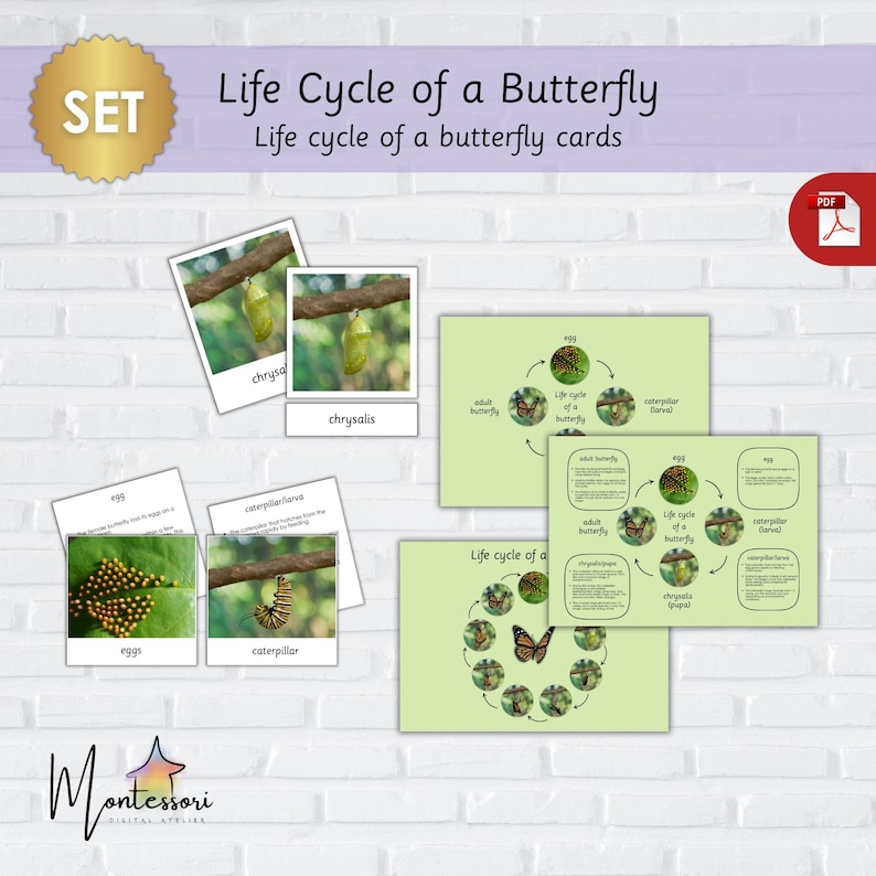 Butterfly Life Cycle Cards-life Cycle of a Butterfly Cards-printable ...