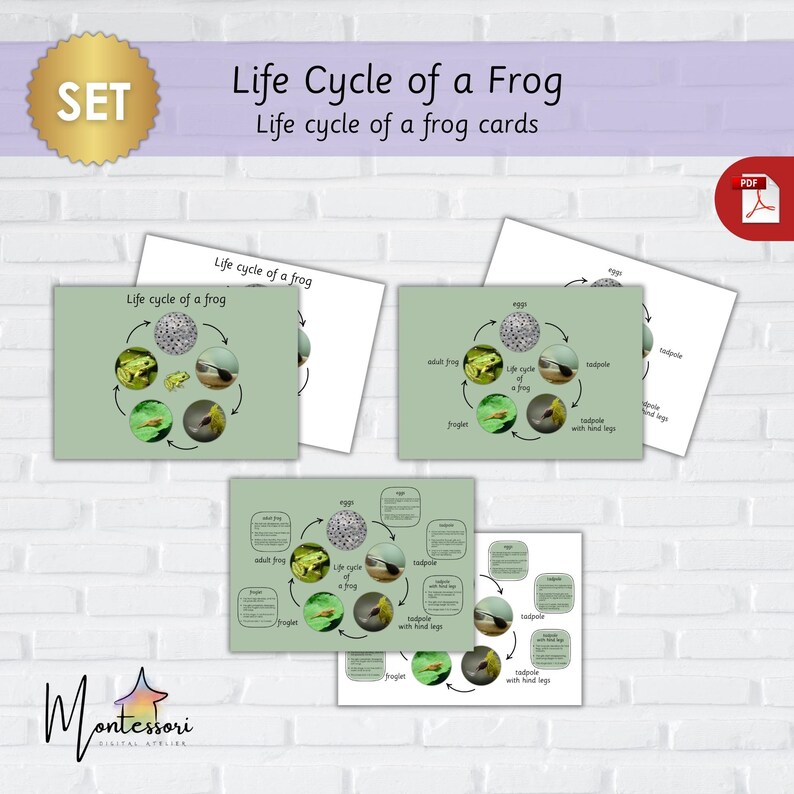 Frog Life Cycle Cards-printable Life Cycle of a Frog-life Cycle of a ...