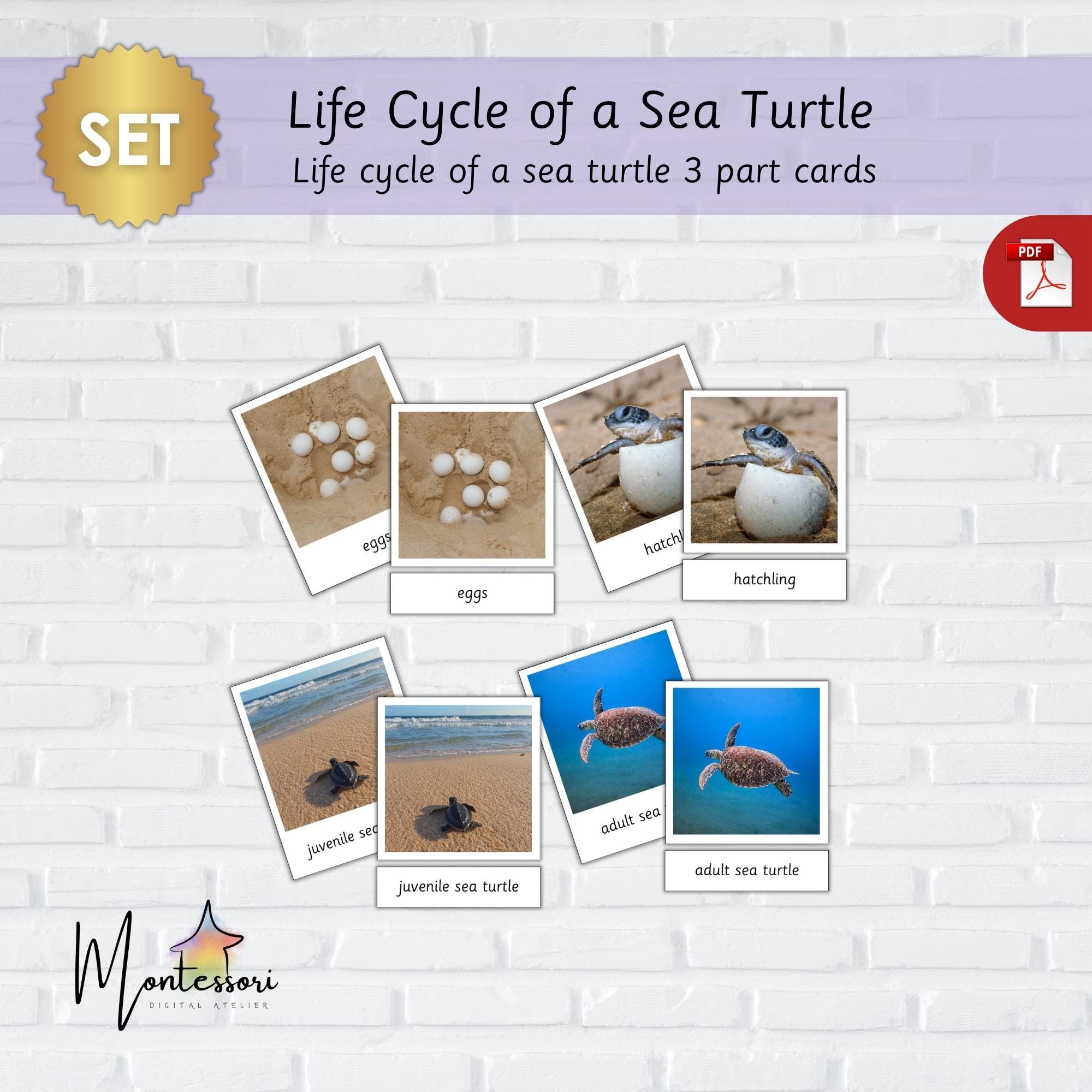 Sea Turtle Life Cycle Cards-printable Sea Turtle Life Cycle Flash Cards ...