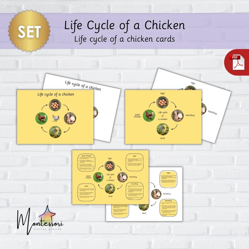 Chicken Life Cycle Cards-printable Chicken Life Cycle Flash Cards ...