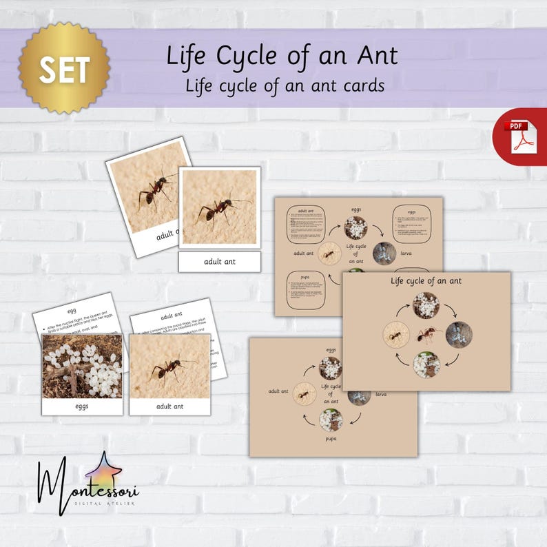 Ant Life Cycle Cards–life Cycle of an Ant-ant Flashcards-montessori Ant ...