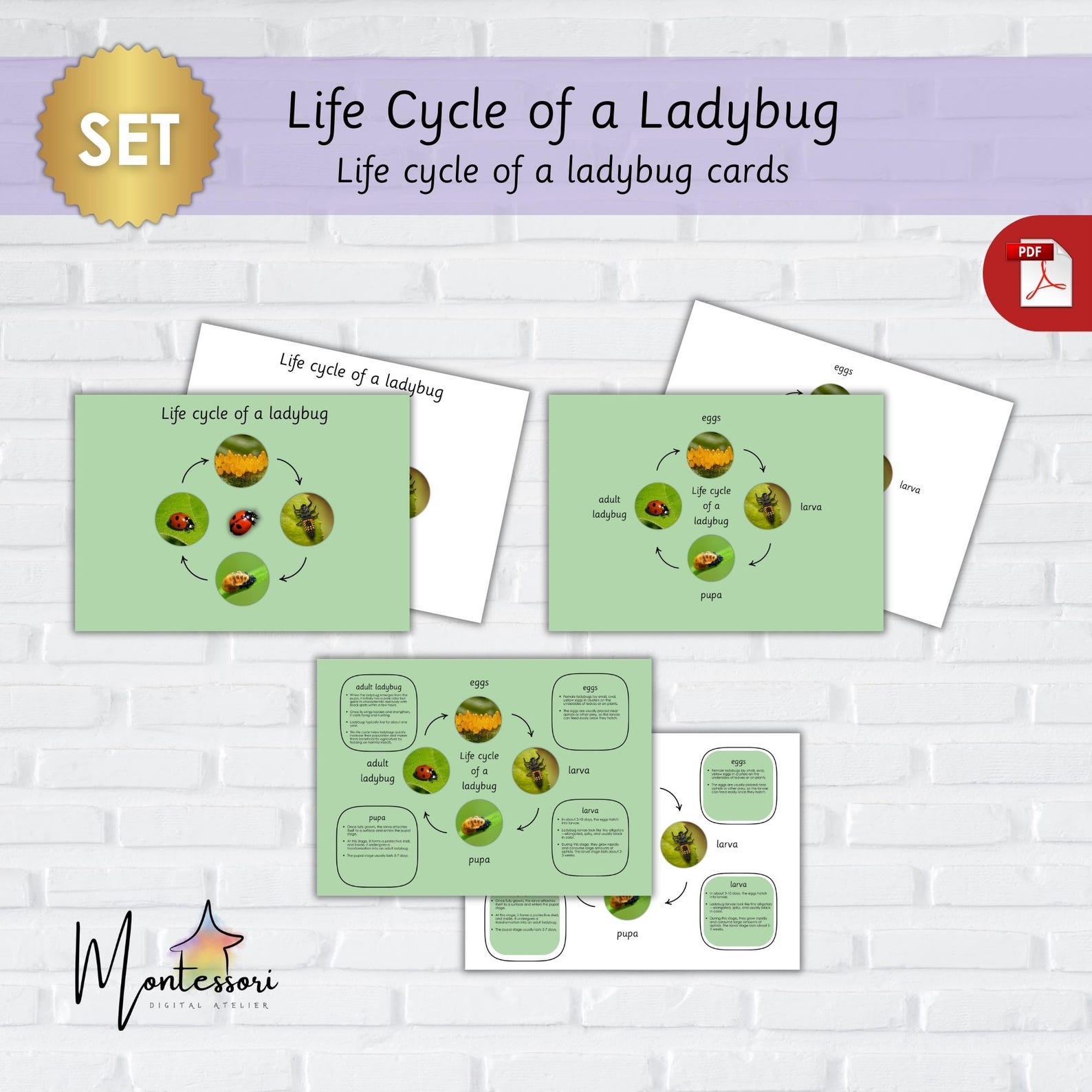 Ladybug Life Cycle Cards–printable Life Cycle of a Ladybug-ladybug ...