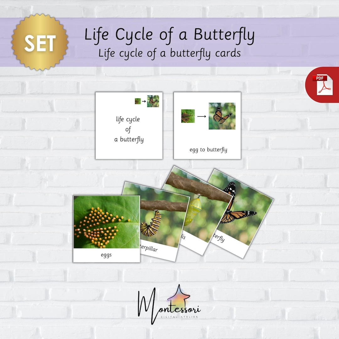 Butterfly Life Cycle Cards-life Cycle of a Butterfly Cards-printable ...