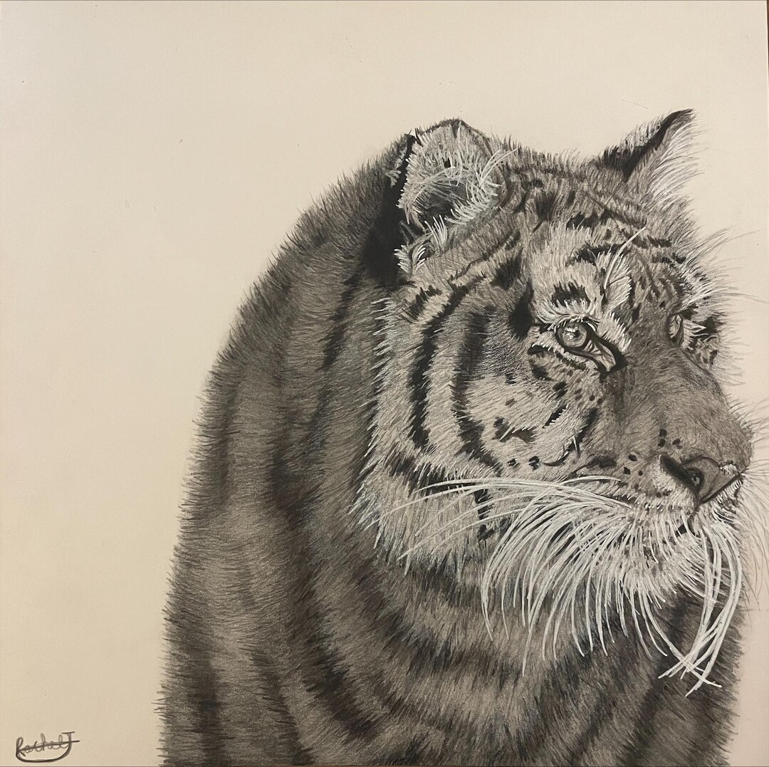 Original Tiger Graphite Drawing: Wildlife Art, Animal Lover Gift - Etsy UK