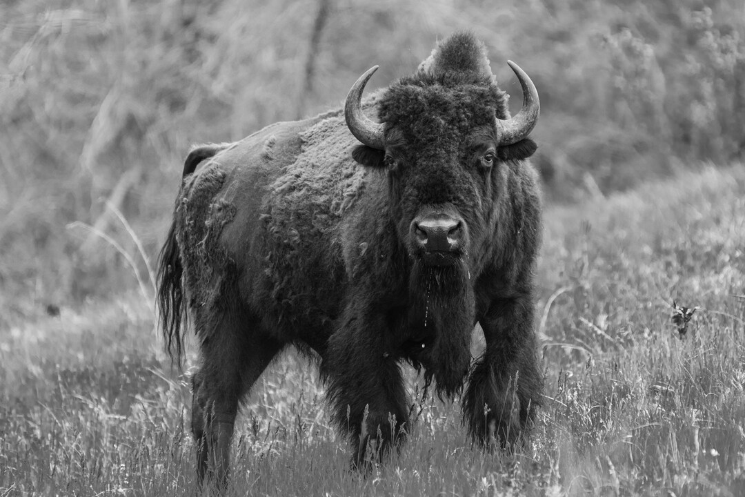 Black and White Bison Print, South Dakota Wildlife Art - Etsy