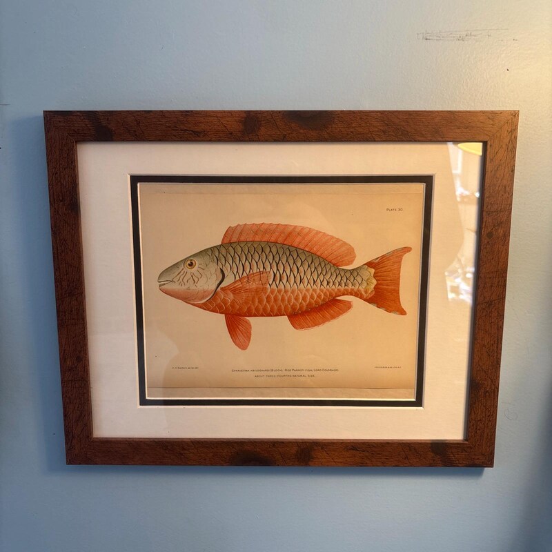 Parrot Fish - Etsy