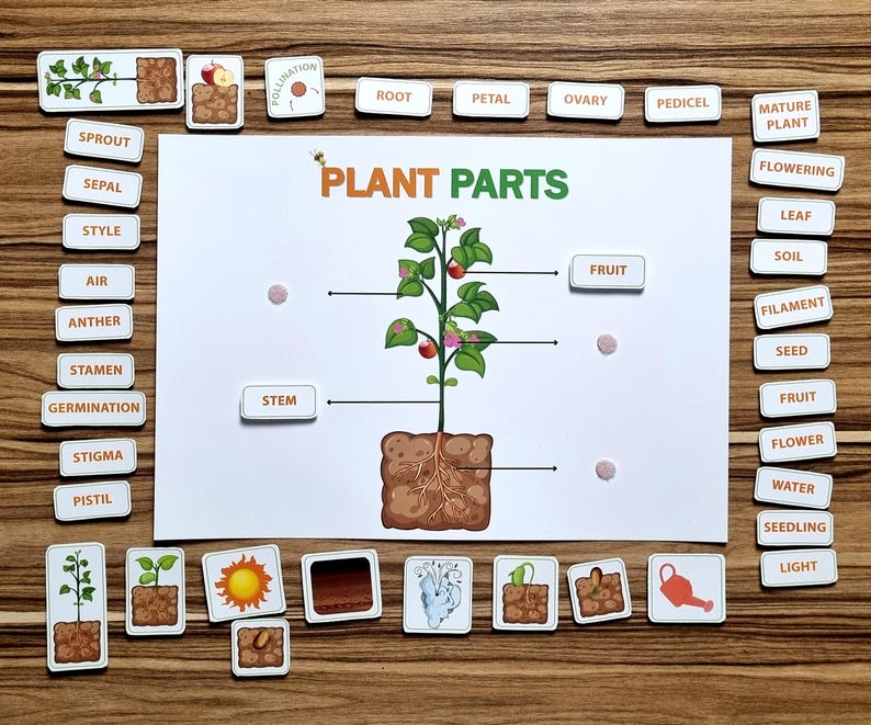 Plant Life Cycle, Plant Parts, Flower Parts, Plant Needs, Cut & Paste ...