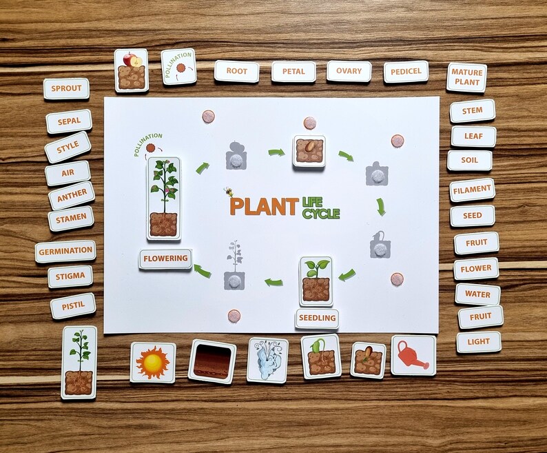 Plant Life Cycle Activity Set: Parts of a Flower, Plant Needs (digital ...
