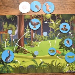 Food Chain Energy Flow Activity Cut Paste Science Activity Producer ...