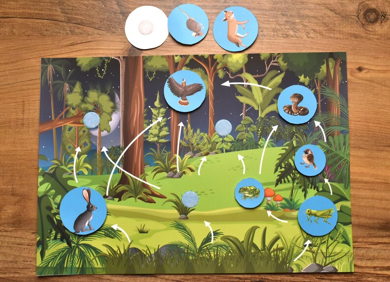 Food Chain Energy Flow Activity Cut Paste Science Activity Producer ...