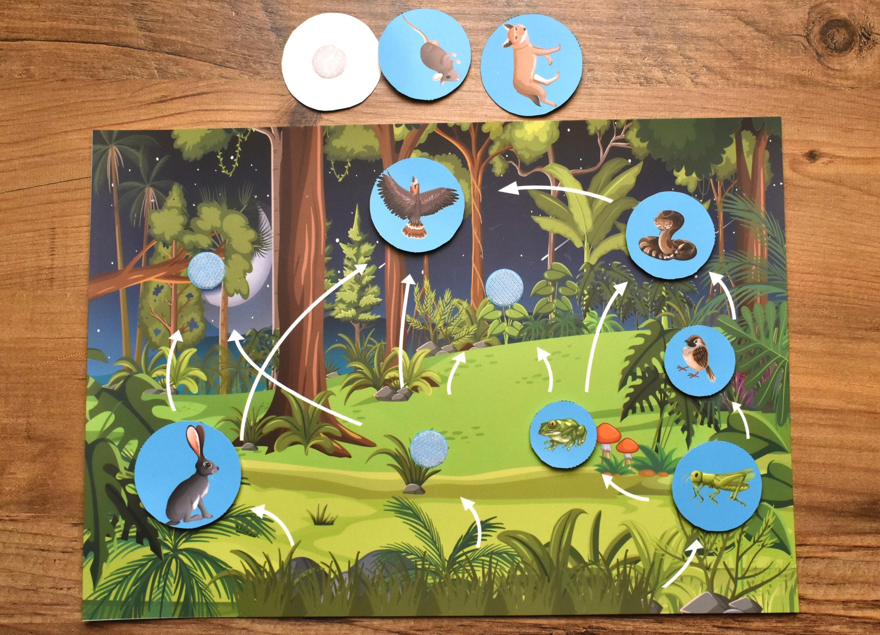 Food Chain Energy Flow Activity Cut Paste Science Activity Producer ...
