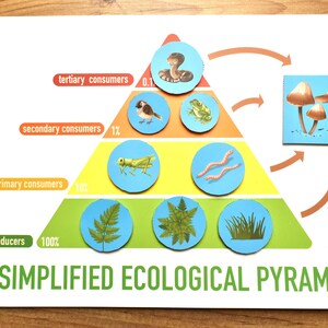 Food Chain Energy Flow Activity Cut Paste Science Activity Producer ...